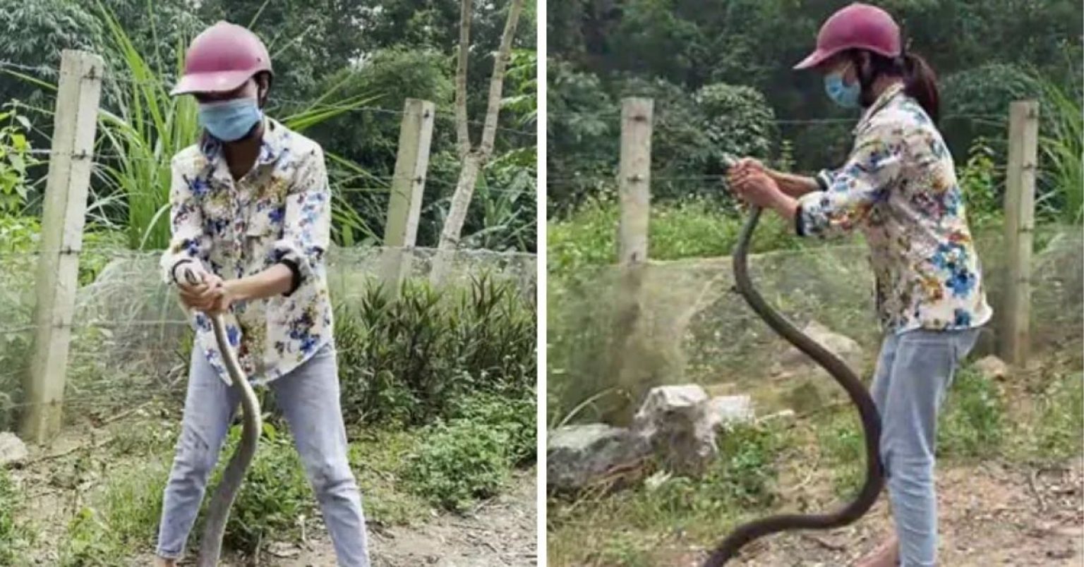 Viral Video: Woman Catching A Snake With Bare Hands Goes Creepy